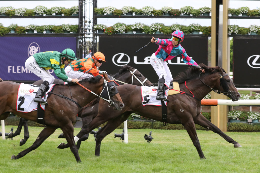 Lunar Fox the horse thats used to being unwanted | Just Horse Racing