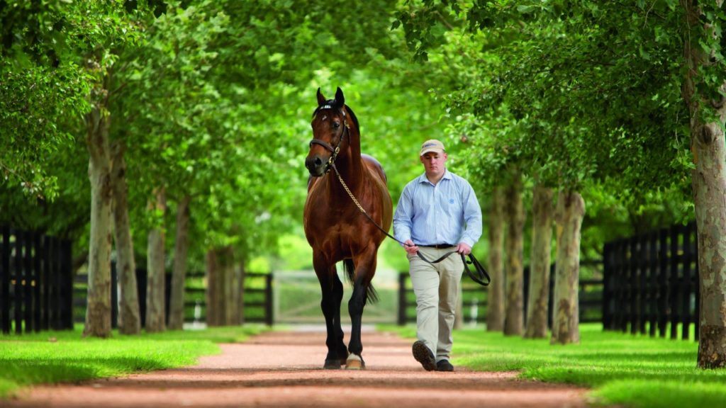 Champion sire Exceed And Excel retired from stallion duties | Just ...
