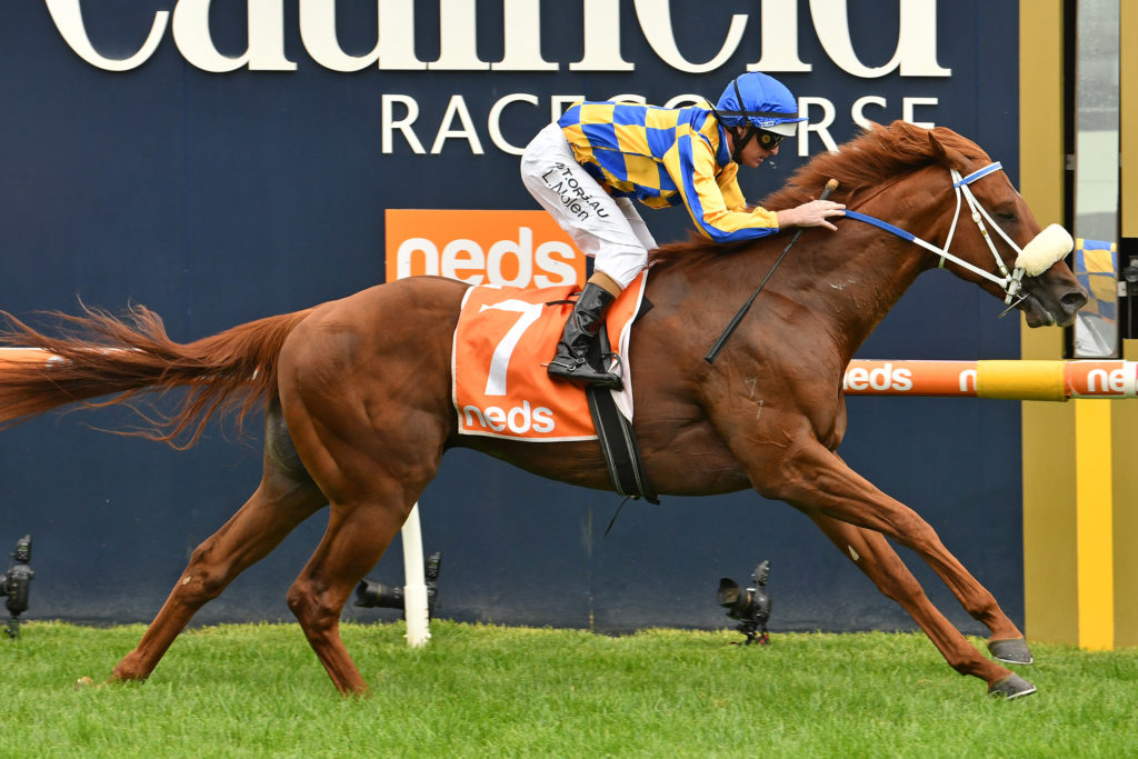 Boom sprinter Oxley Road set for a light spring | Just Horse Racing