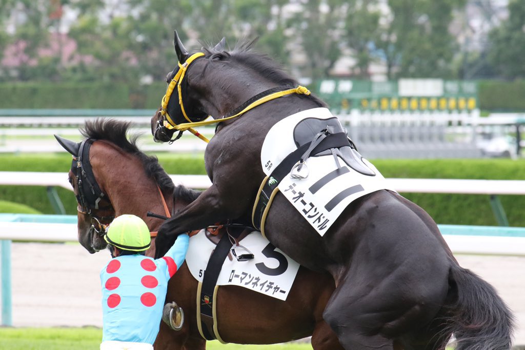 Watch 📺 Colt tries to mount another colt prior to race | Just Horse Racing