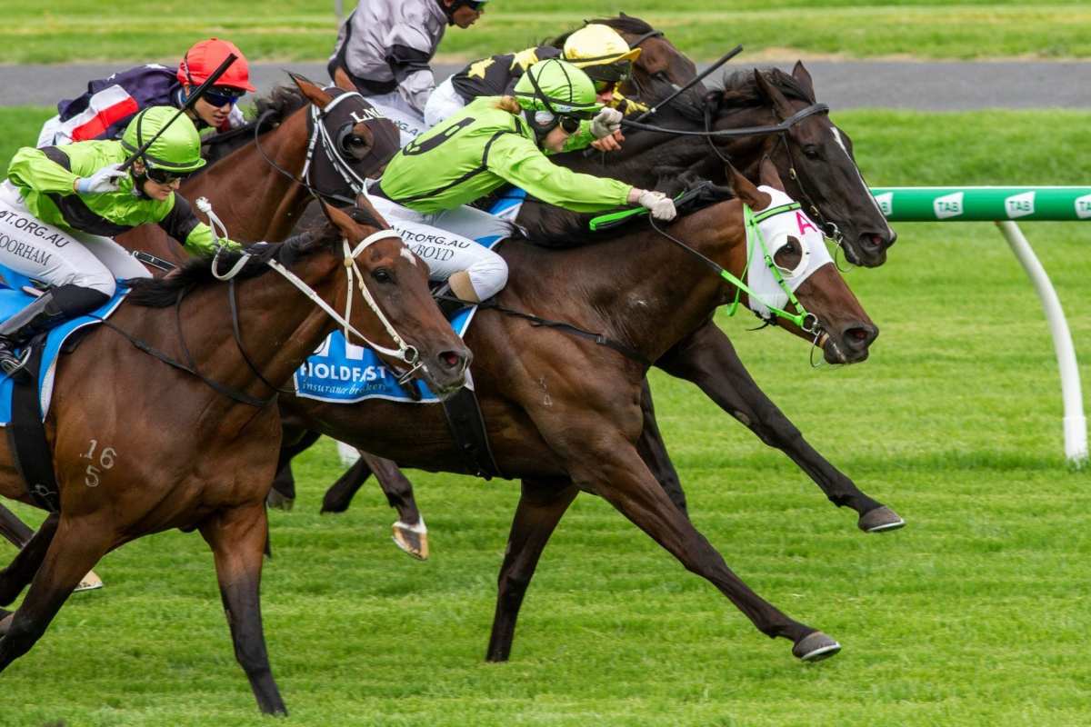 Master Chum | Just Horse Racing