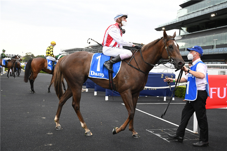 Nash tips bright future for High Supremacy | Just Horse Racing