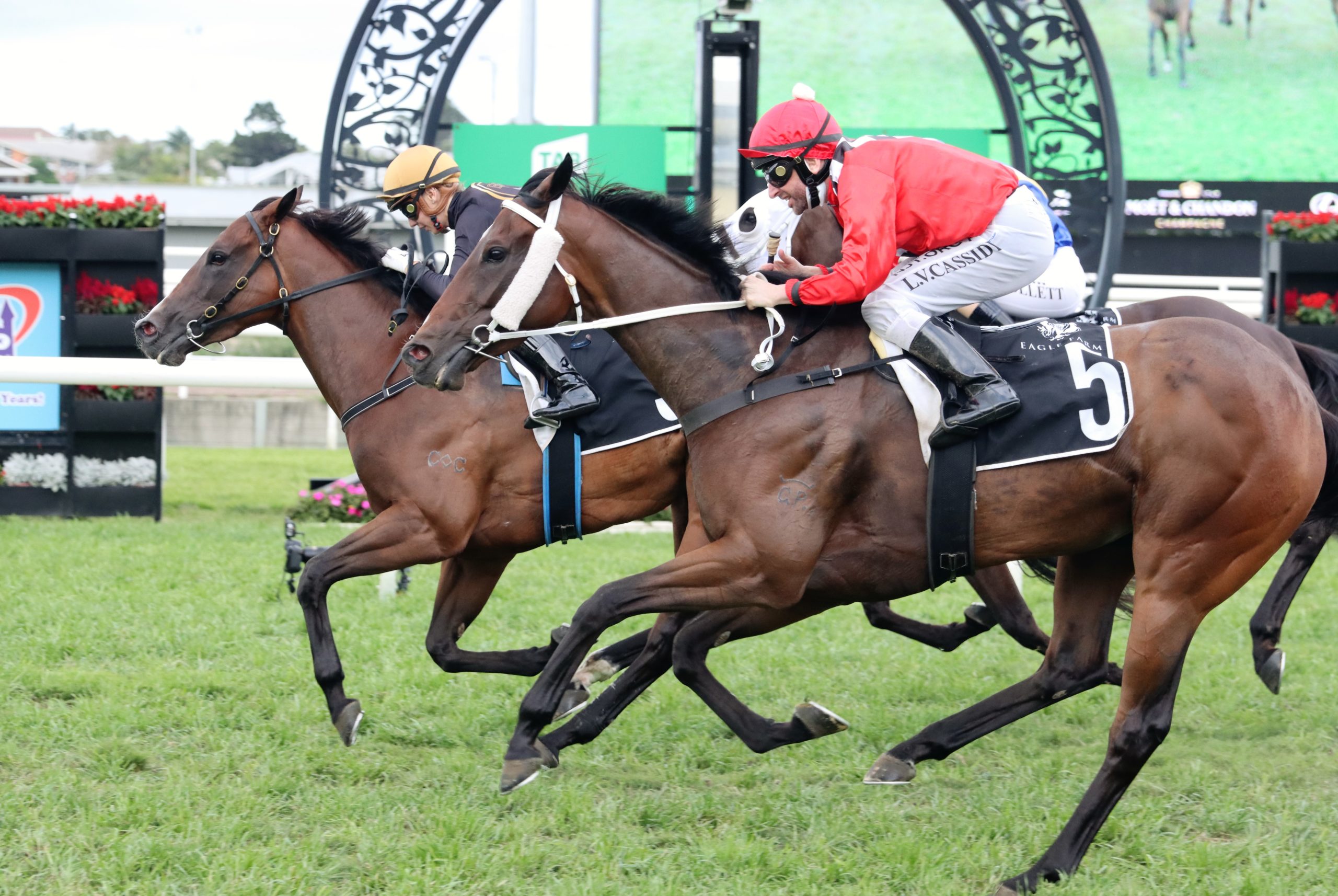 Nicci’s Spirit (1) | Just Horse Racing
