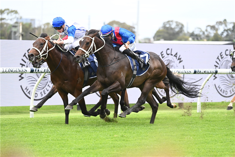 Chris Waller predicts bright future for Starman | Just Horse Racing