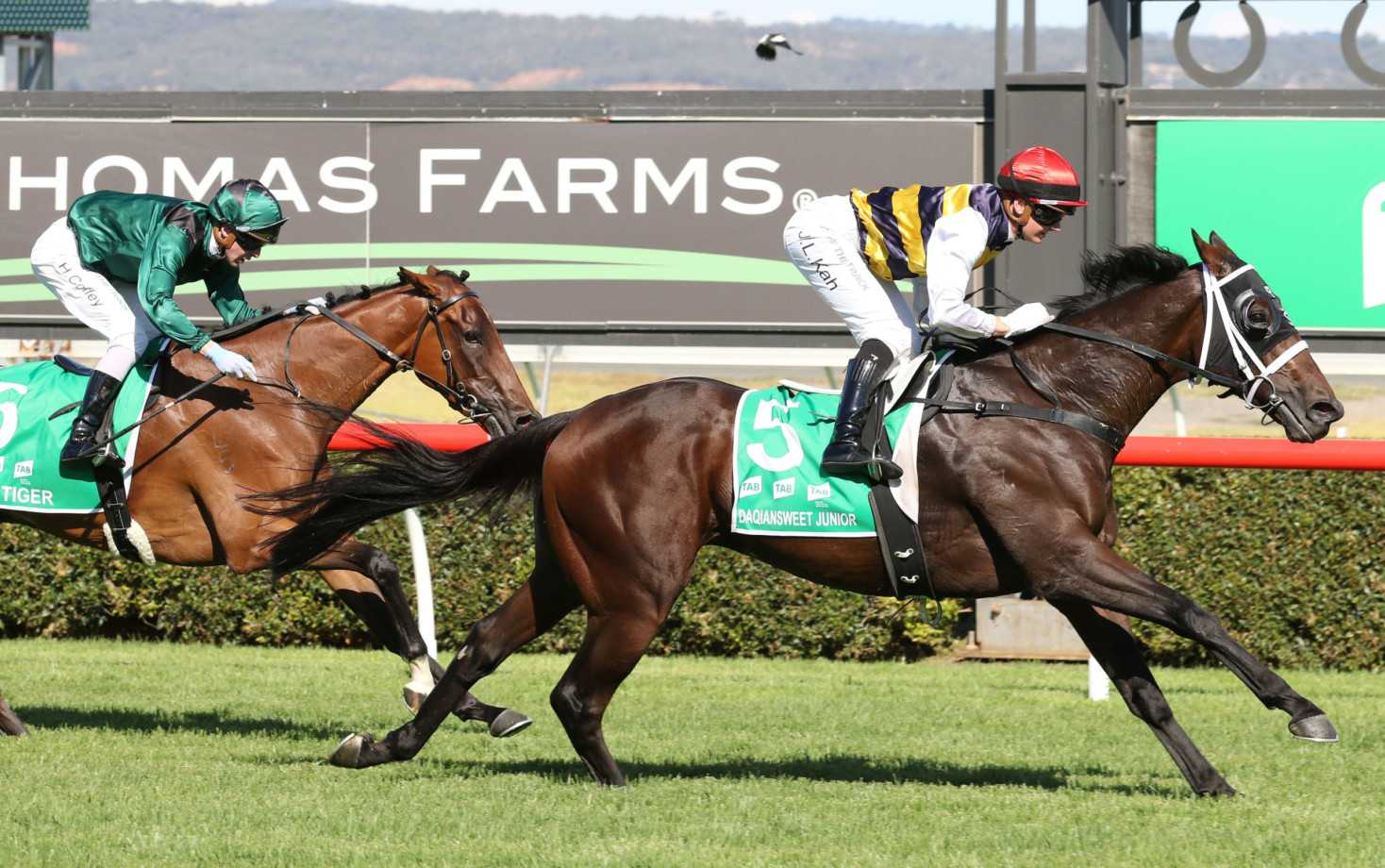 Adelaide Cup 2023 - Field, Tips, Horses, Odds, Results
