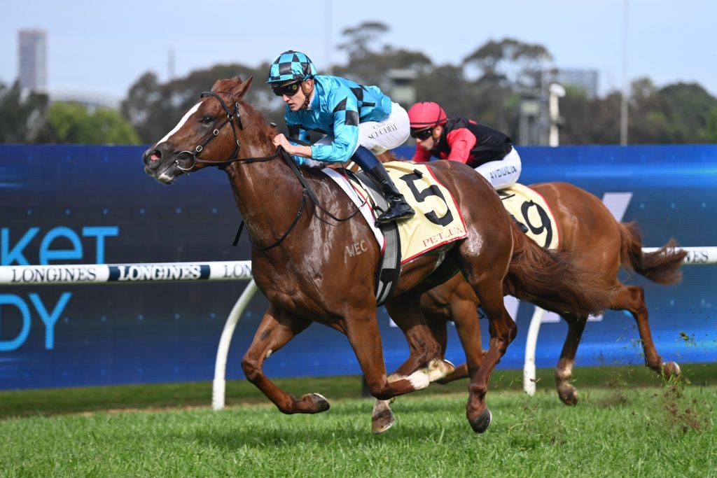 Sydney sprinter short odds in the Blue Sapphire Stakes | Just Horse Racing
