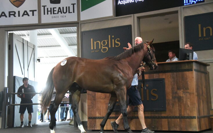 2026 Classic Yearling Sale catalogue released | Just Horse Racing