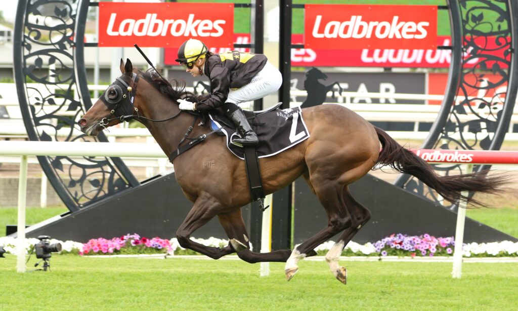 Weigall Tiger out to guarantee Magic Millions Guineas goal | Just Horse ...