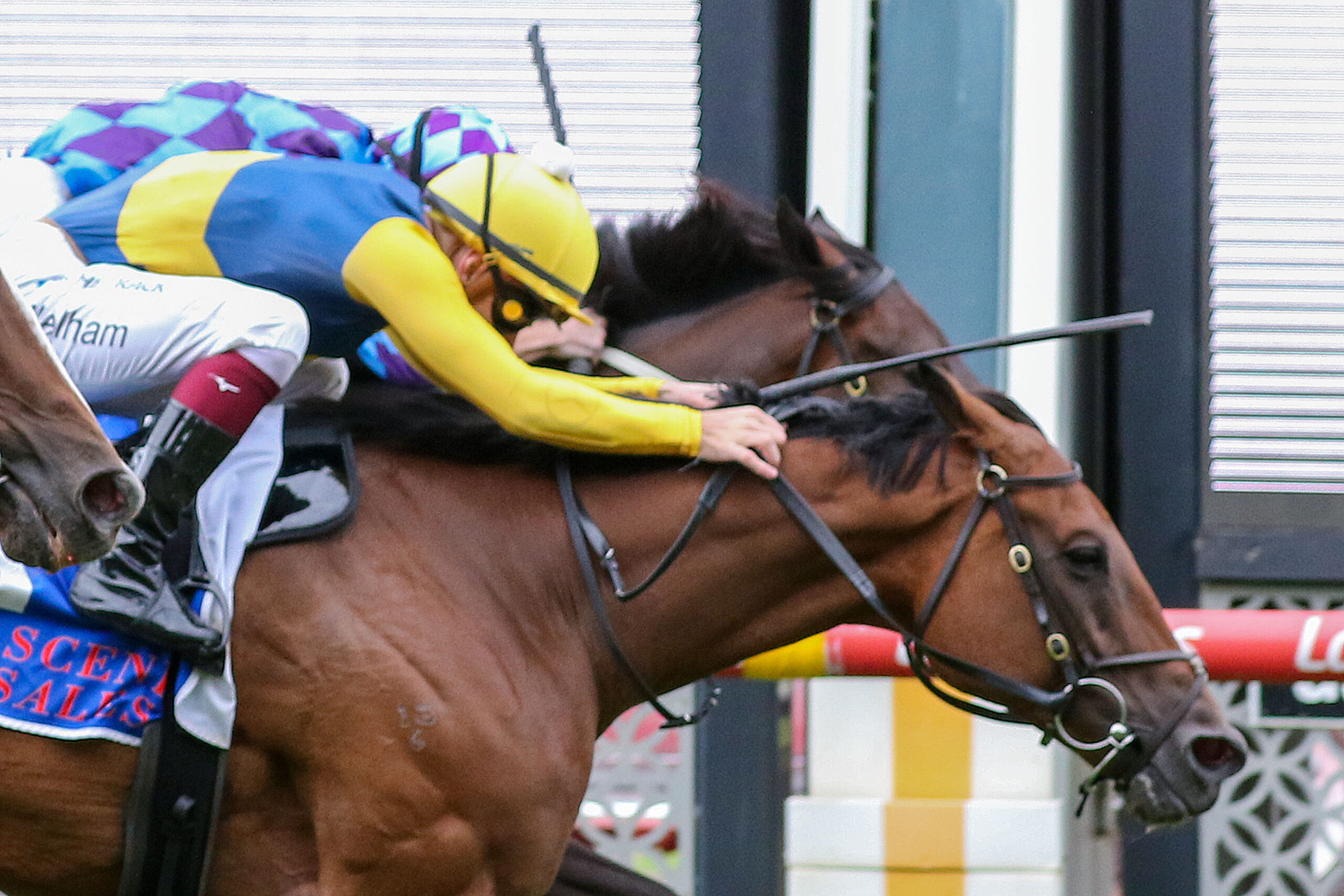 Strawberry Rock gives Maher a Hobart Cup quinella | Just Horse Racing