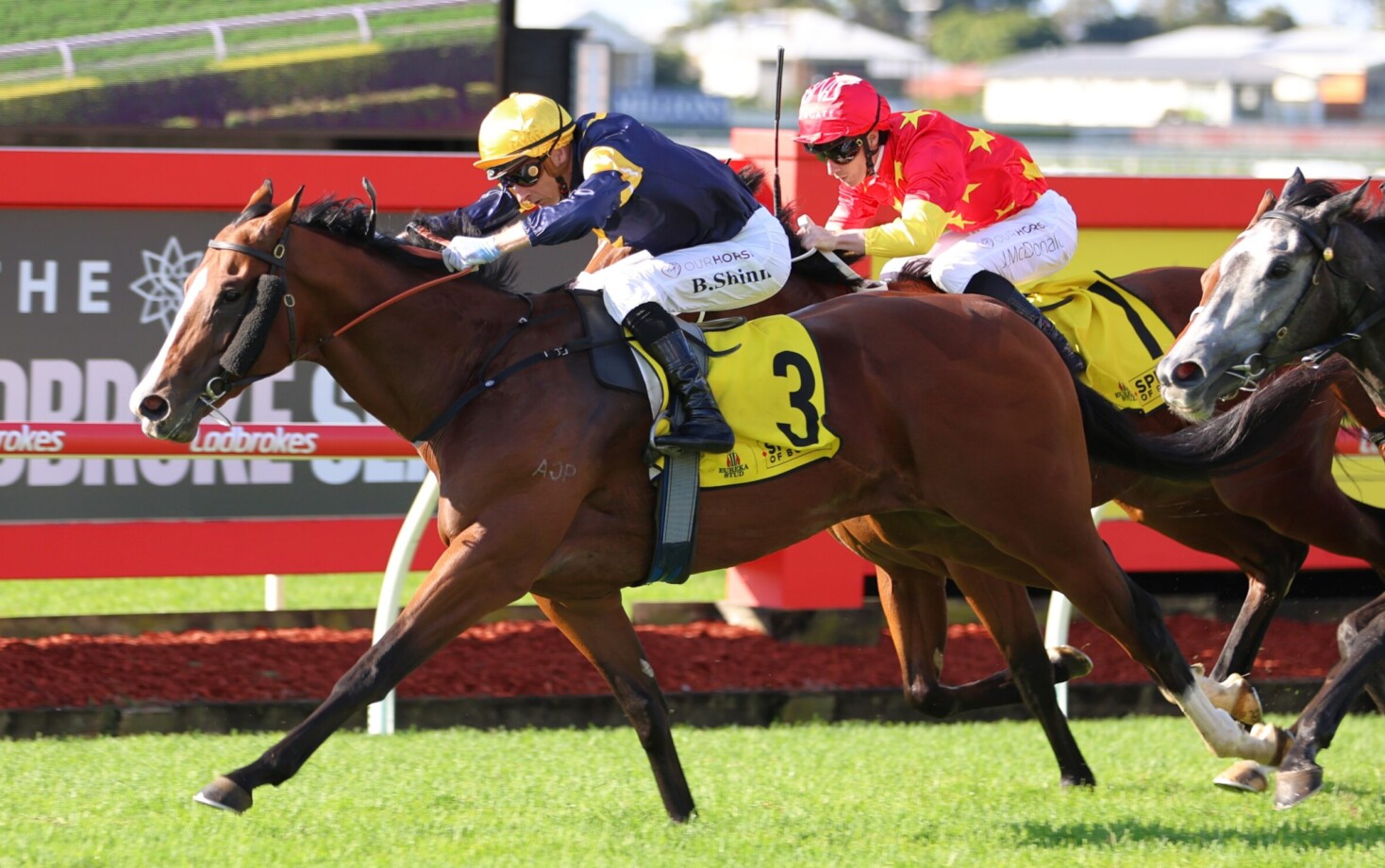 Red Anchor Stakes Field – 2024 | Just Horse Racing