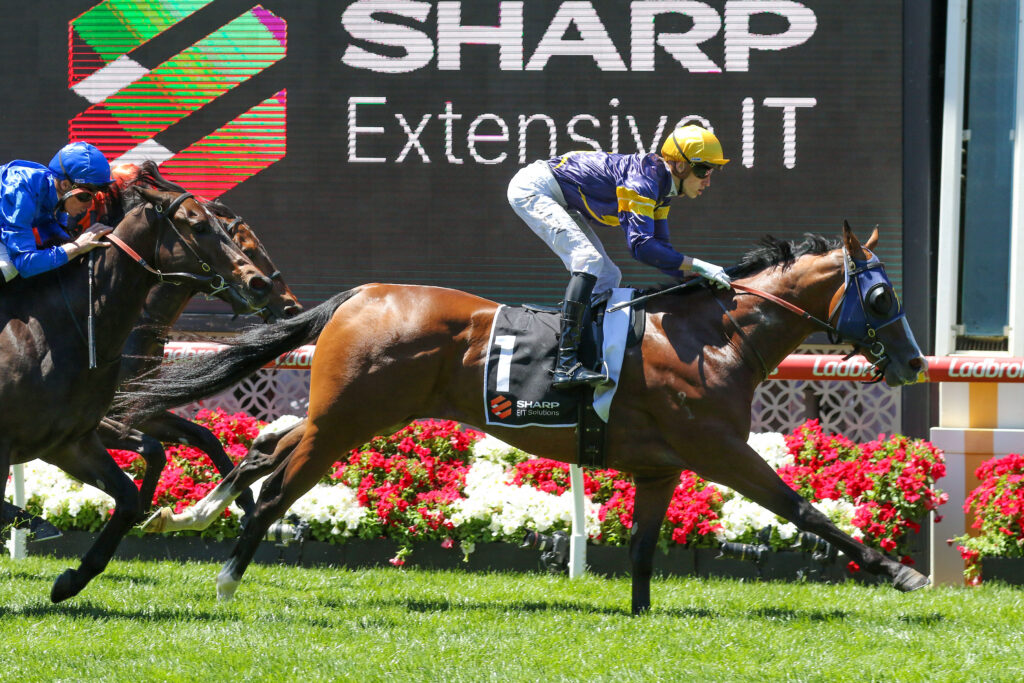 Talented colt dies in paddock accident | Just Horse Racing
