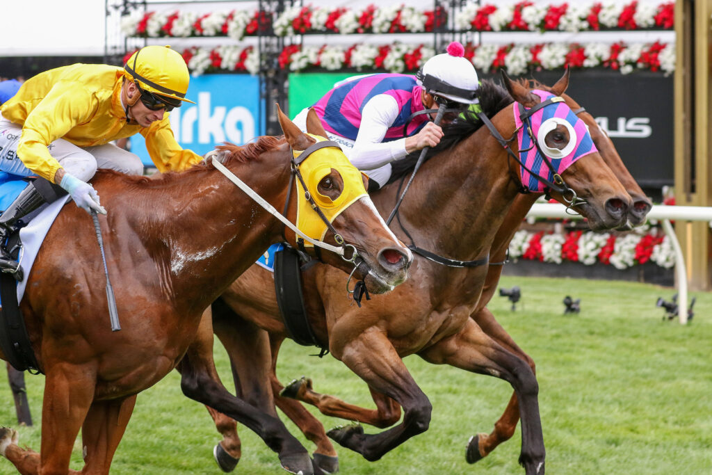 Mr Magnus eager to see Rey rise | Just Horse Racing