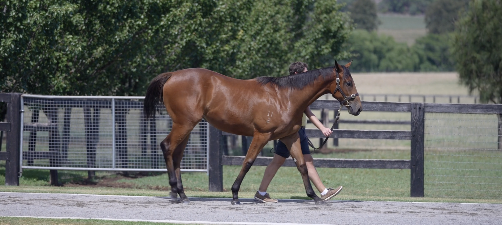 $1.15 million filly set to debut in Lonhro Plate | Just Horse Racing