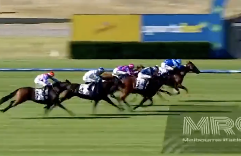 Watch 📺 Bluebloods quinella Sandown juvenile race | Just Horse Racing