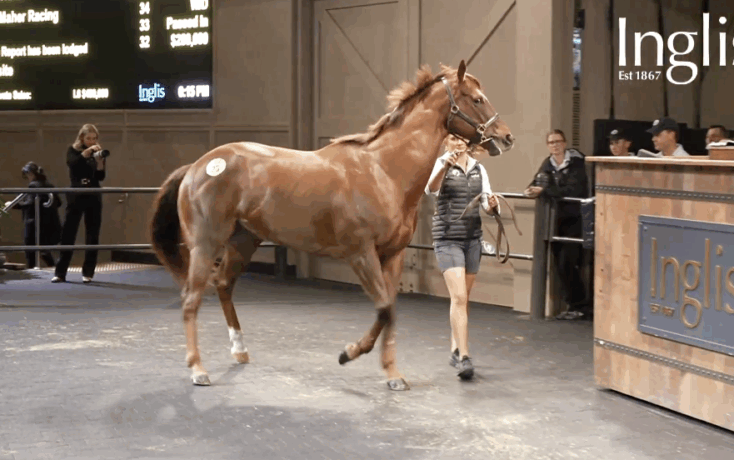 Watch 📺 Champion mare Bella Nipotina sells for $4.2million at Inglis ...
