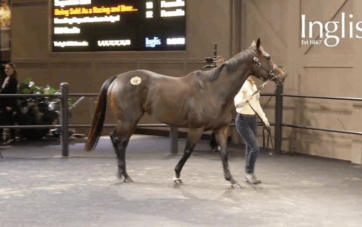 Watch 📺 Star mare Amelia’s Jewel sells for $3.8million | Just Horse Racing