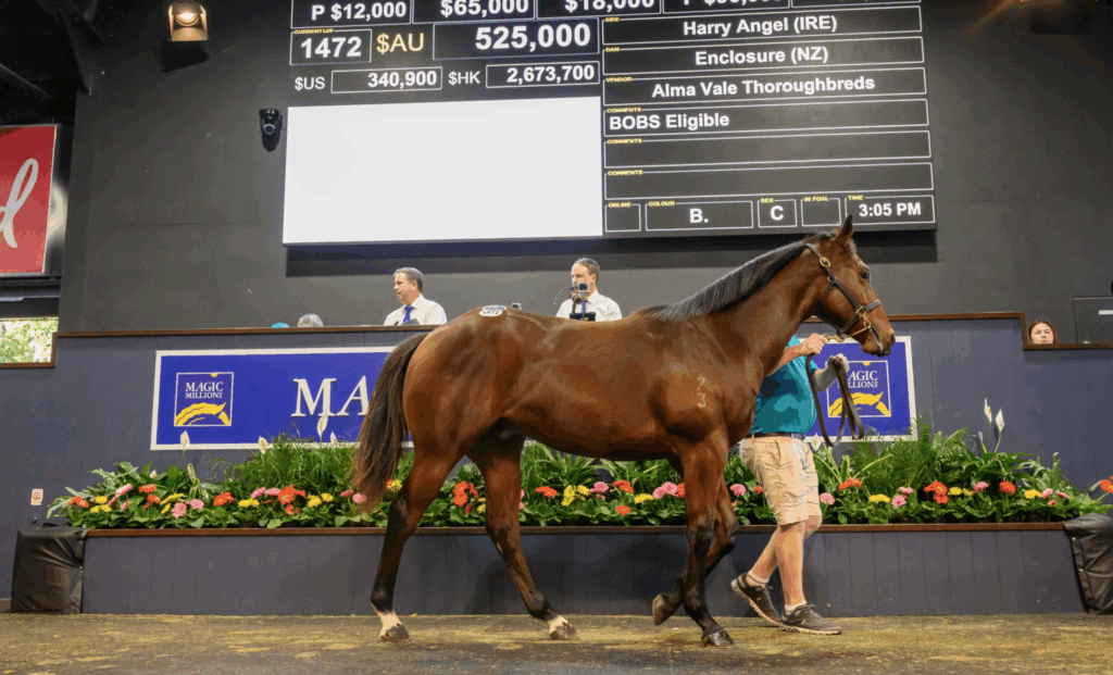 Pinhookers turn $1,500 weanling into $525,000 yearling sale | Just ...