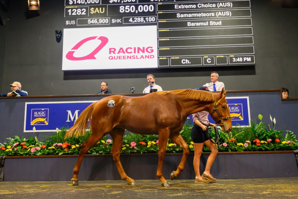 Extreme sale equals Magic Millions National Yearling Sale record | Just ...