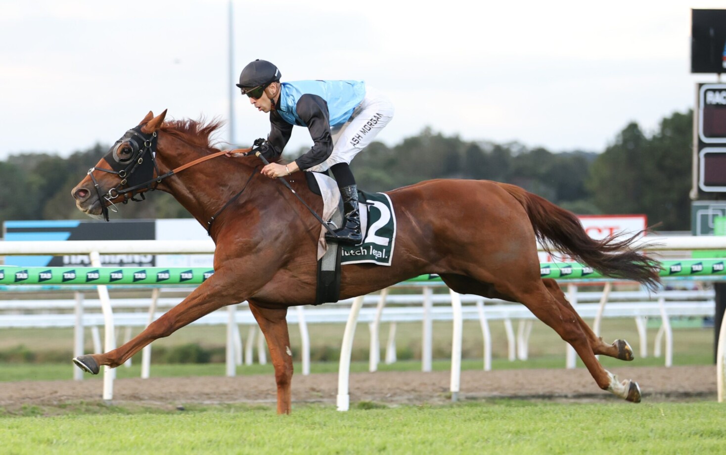 Half Yours steps up as Veight sidelined for spring | Just Horse Racing