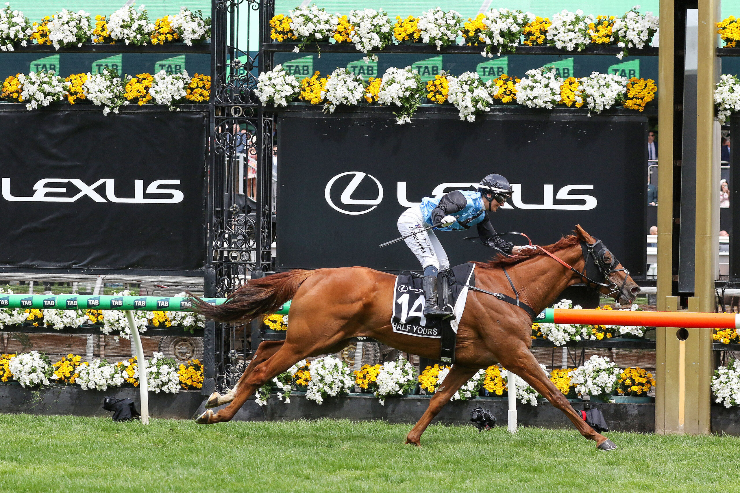 Melbourne Cup winner Half Yours heads Doomben Cup odds | Just Horse Racing