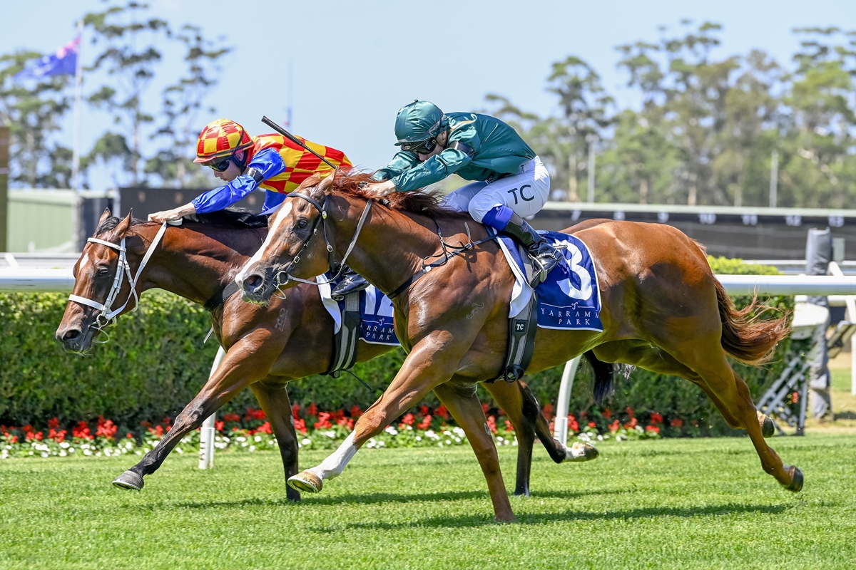 Jet flies high to repel Waller squad | Just Horse Racing