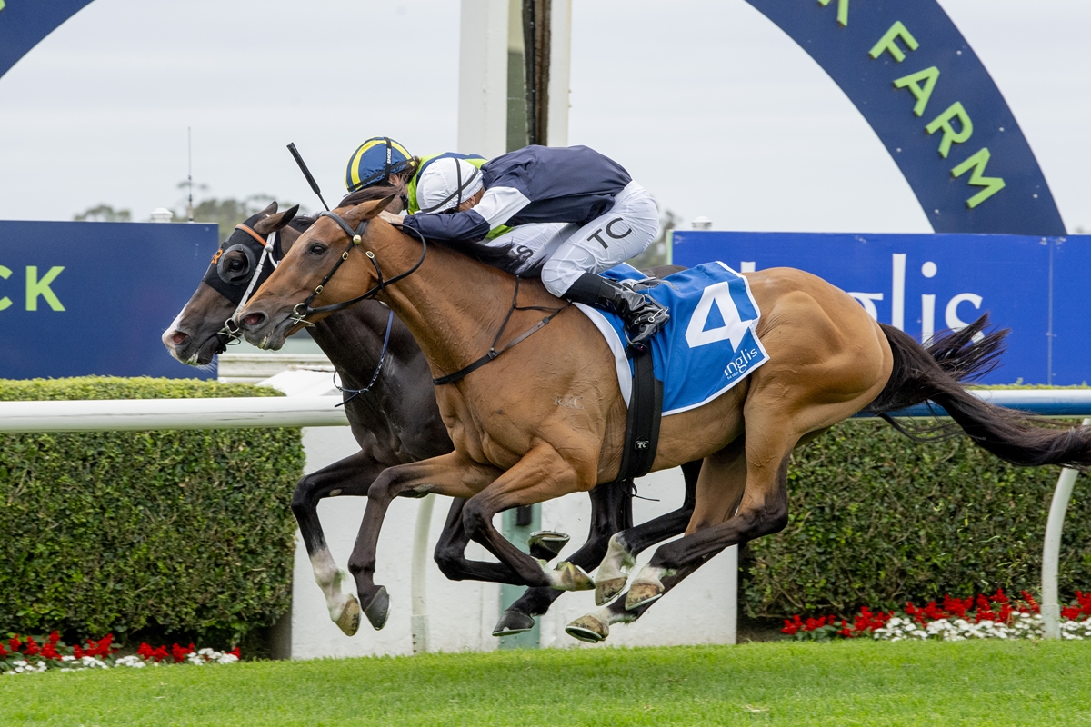 Newfoundland gets the bob in Australia Day Cup | Just Horse Racing