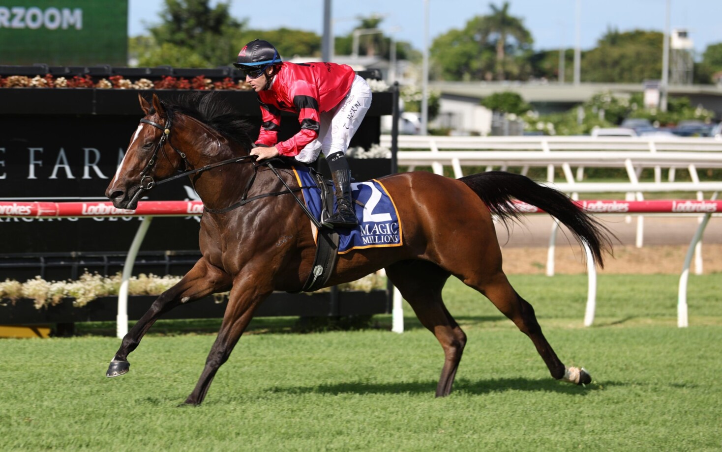 Freedman seeks maiden Magic Millions success | Just Horse Racing