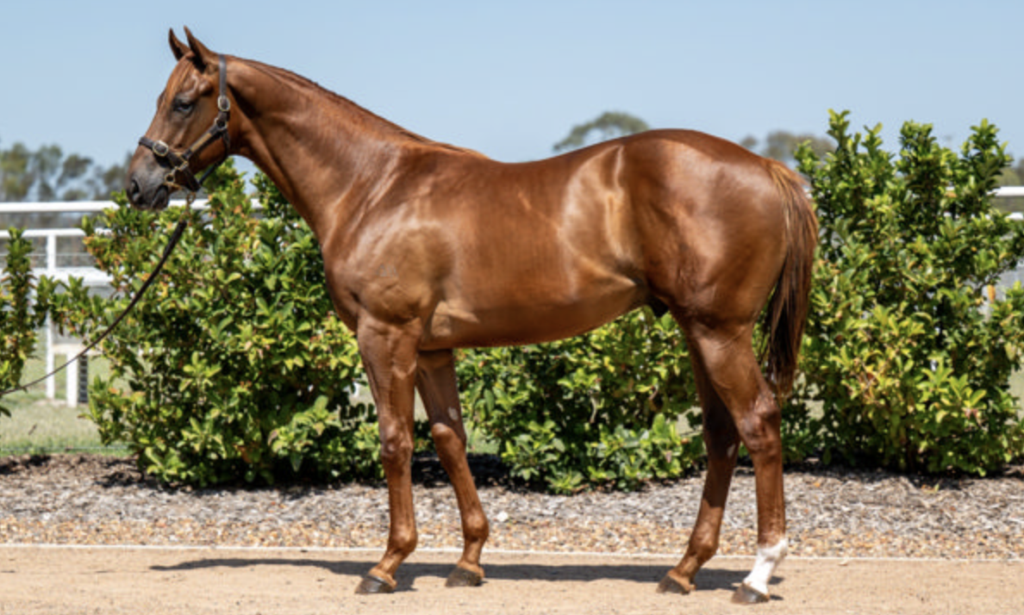 New Inglis Classic sale topper as Harry Angel colt sells for $540,000 ...