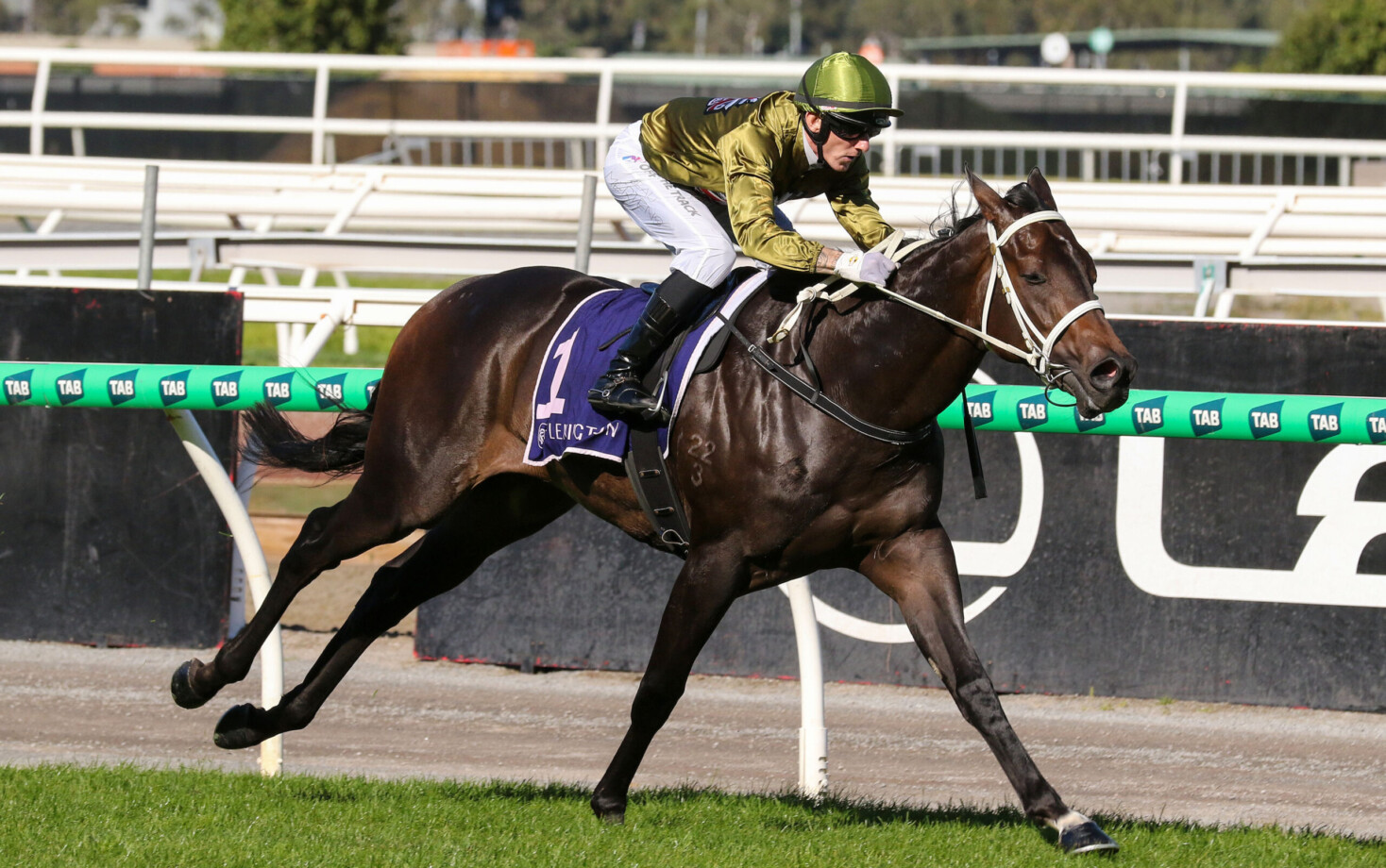 Brisbane calling for Blind Raise | Just Horse Racing