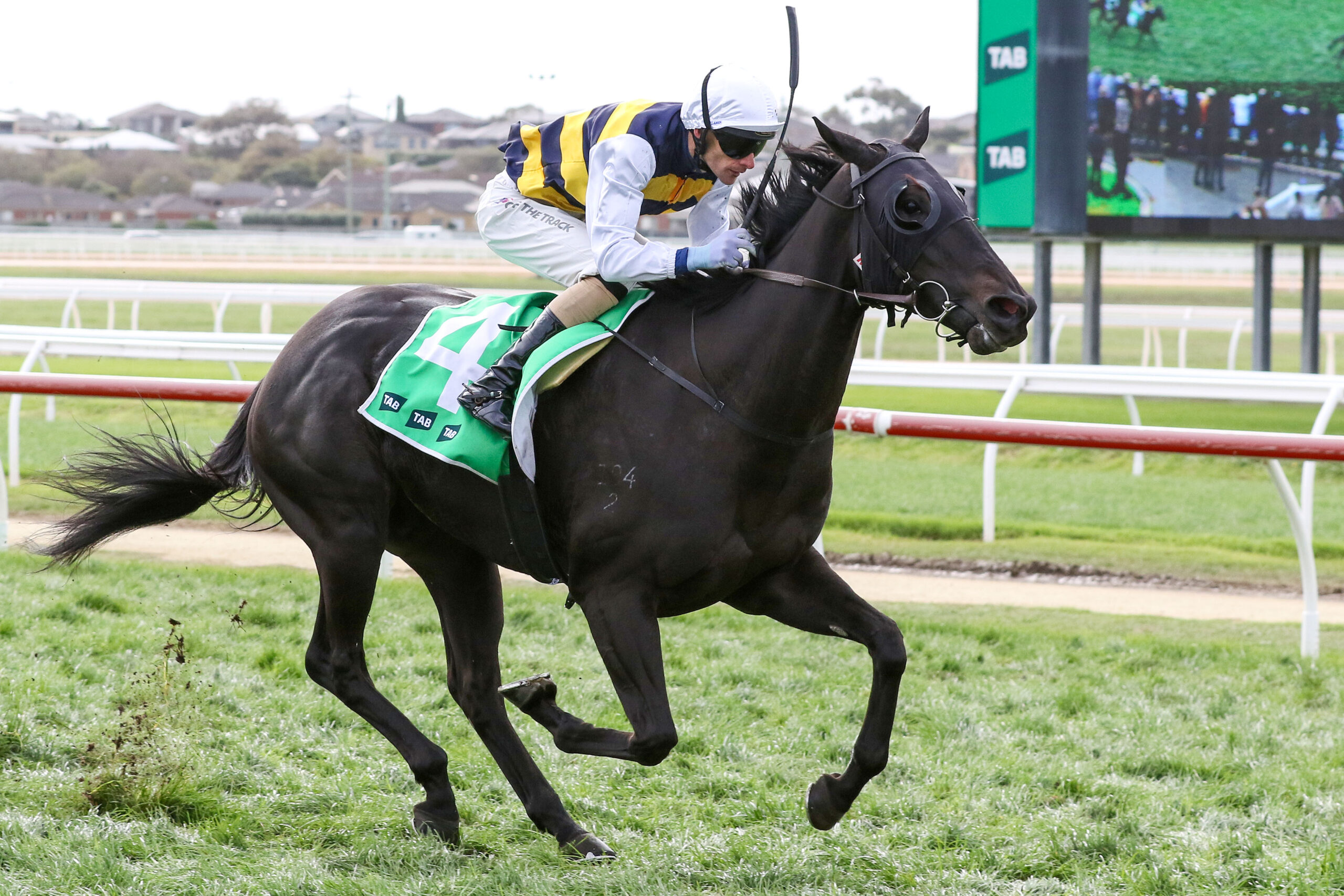 0V9CINTURATO0288 | Just Horse Racing
