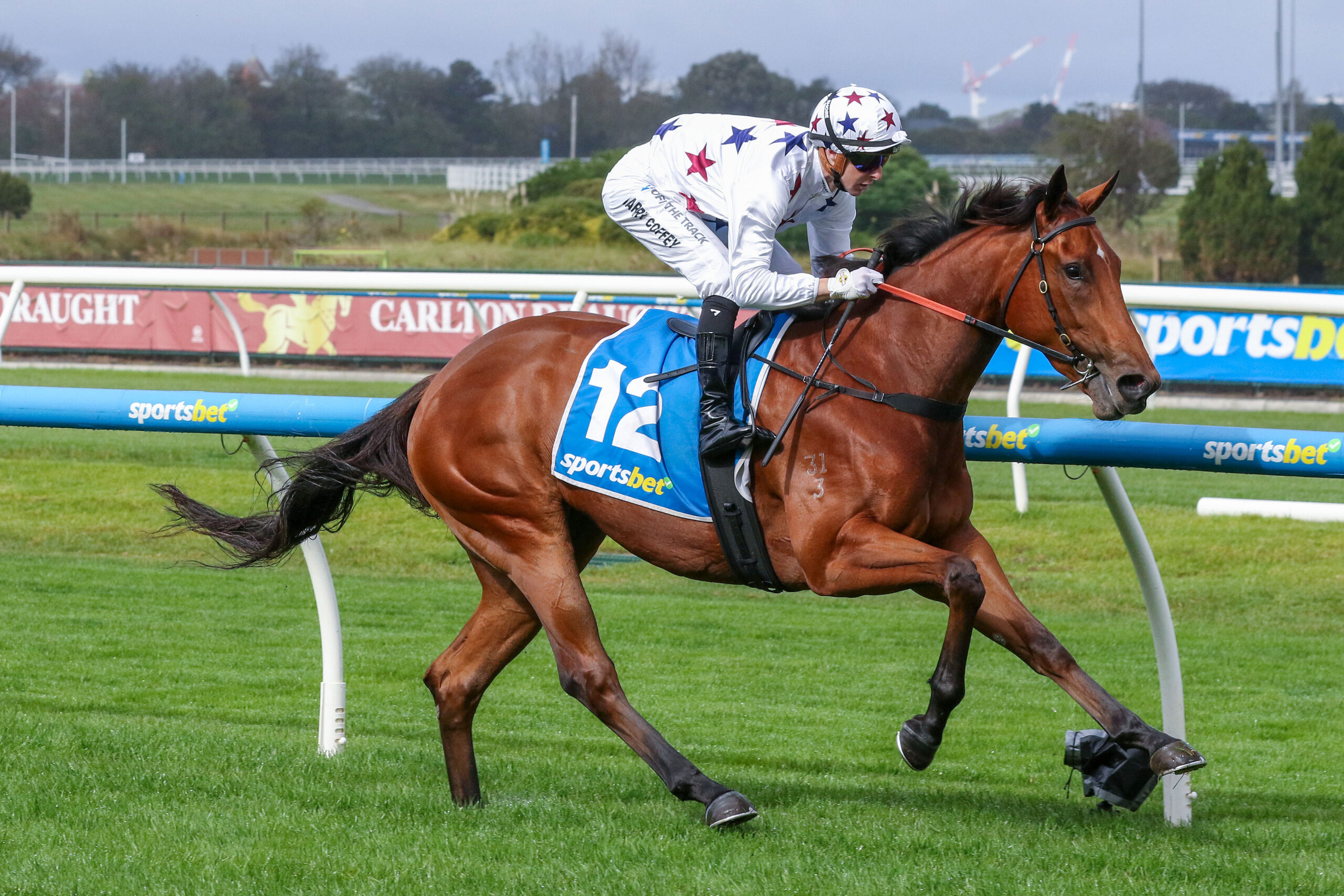 0V9NATURAL FLING0053 | Just Horse Racing