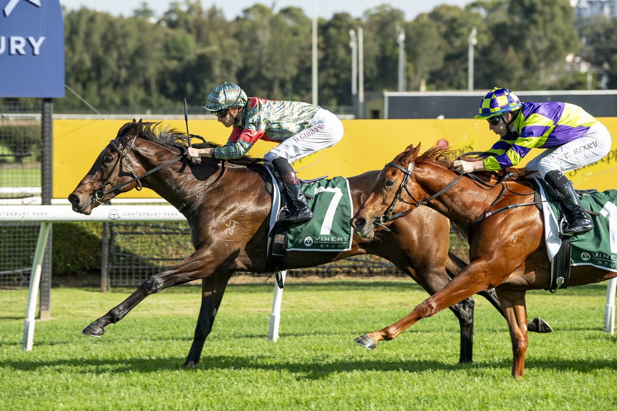 Pin Up Sheila emerges as poster girl for the spring | Just Horse Racing