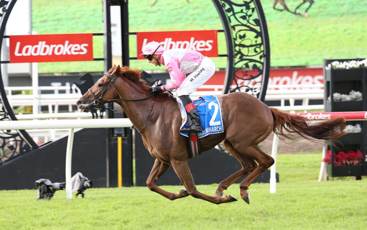 Munce galloper heads odds in wide open Fred Best Classic betting | Just ...