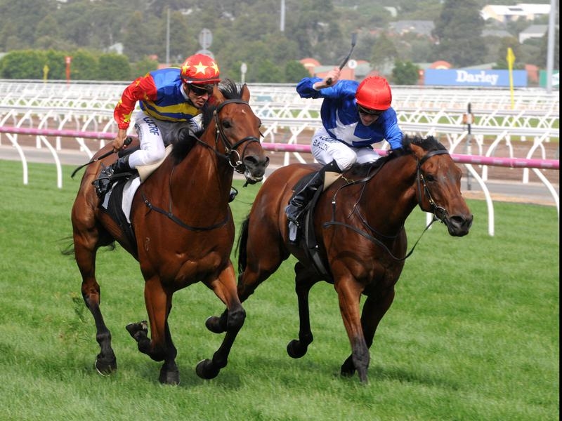 Husson Eagle ready to soar at Flemington | Just Horse Racing