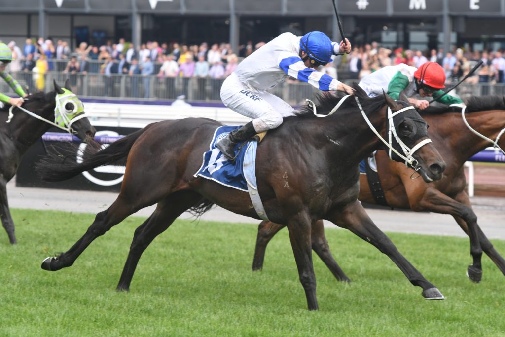Towong Cup Field – 2023 | Just Horse Racing